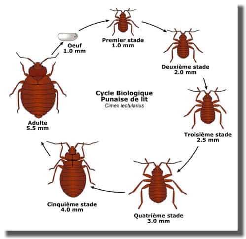 Punaises de lit : les repérer et les exterminer